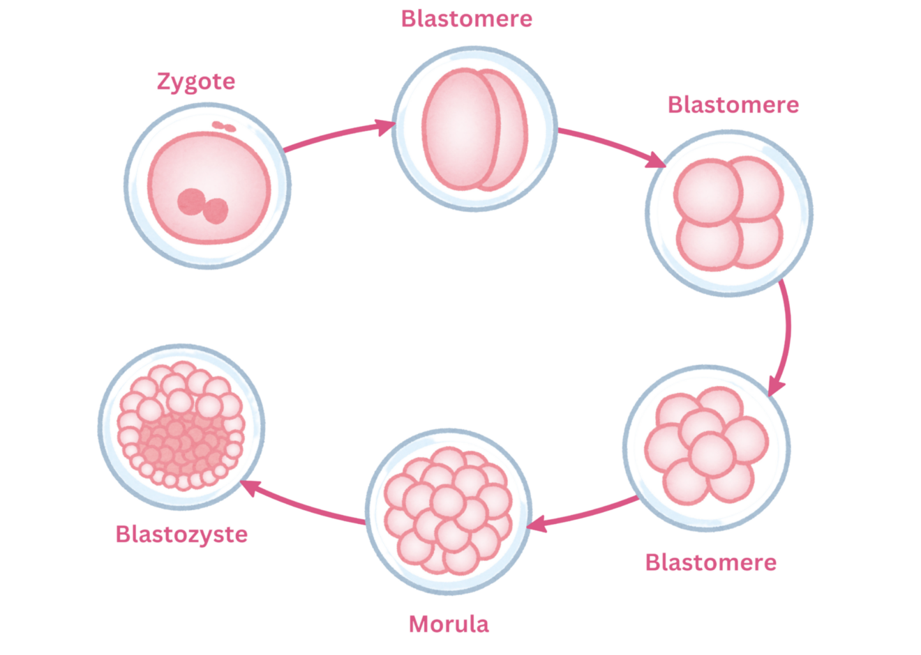 Blastozysten: Ein Leitfaden für deinen Kinderwunsch