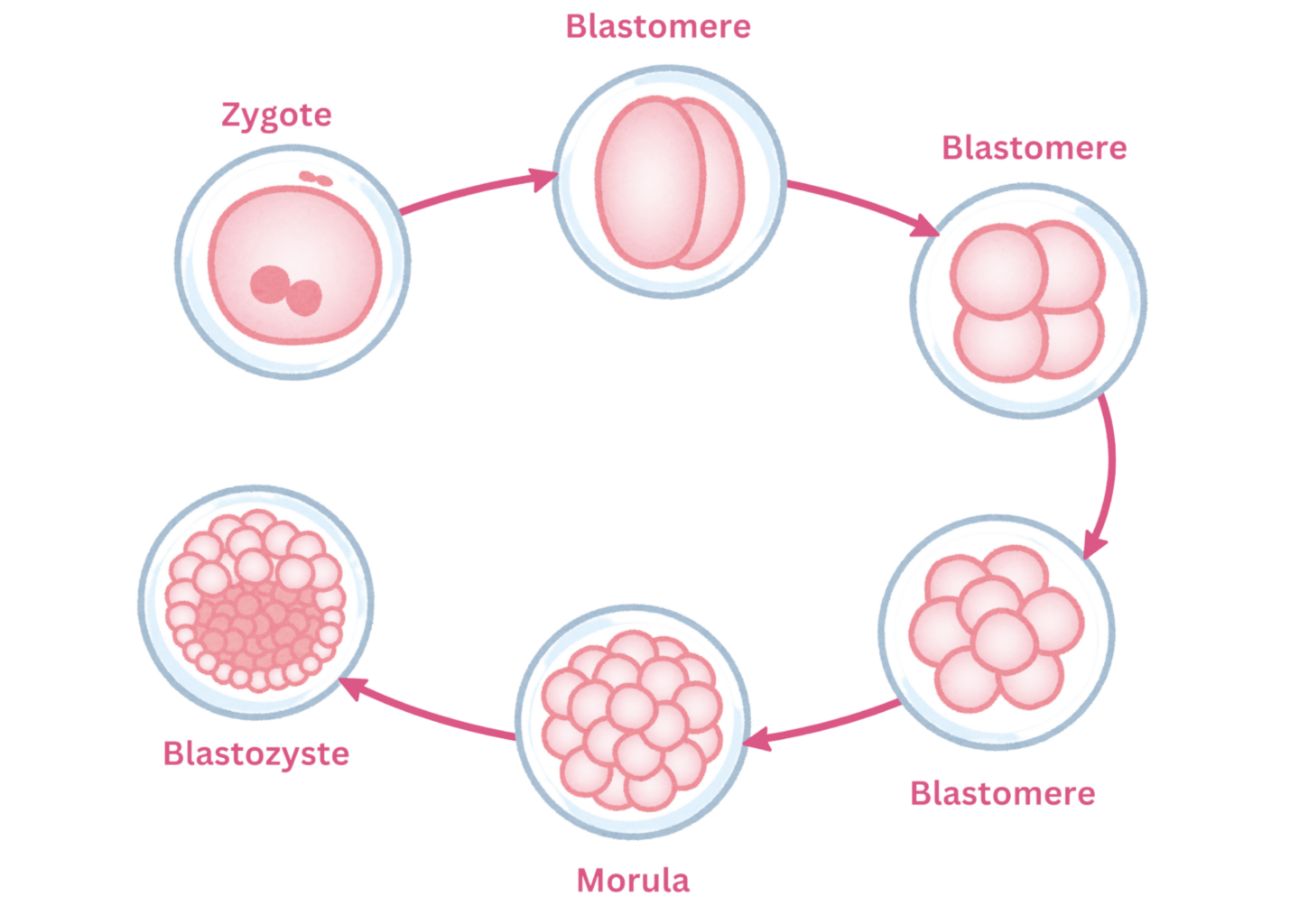 Blastozysten: Ein Leitfaden für deinen Kinderwunsch