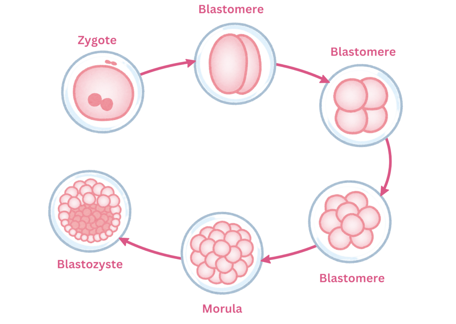 Blastozysten: Ein Leitfaden für deinen Kinderwunsch