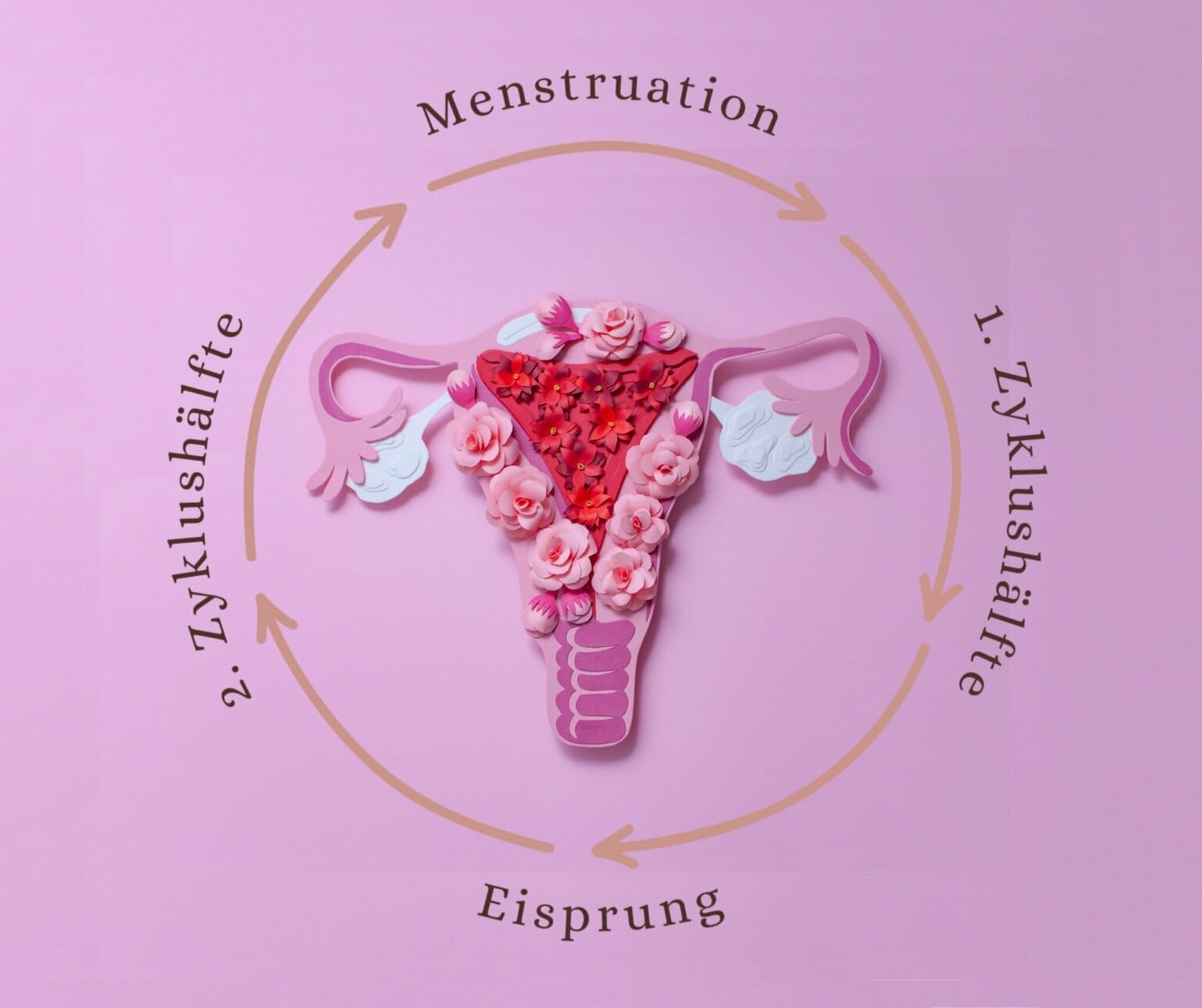 Menstruationszyklus - die 4 Phasen kurz erklärt